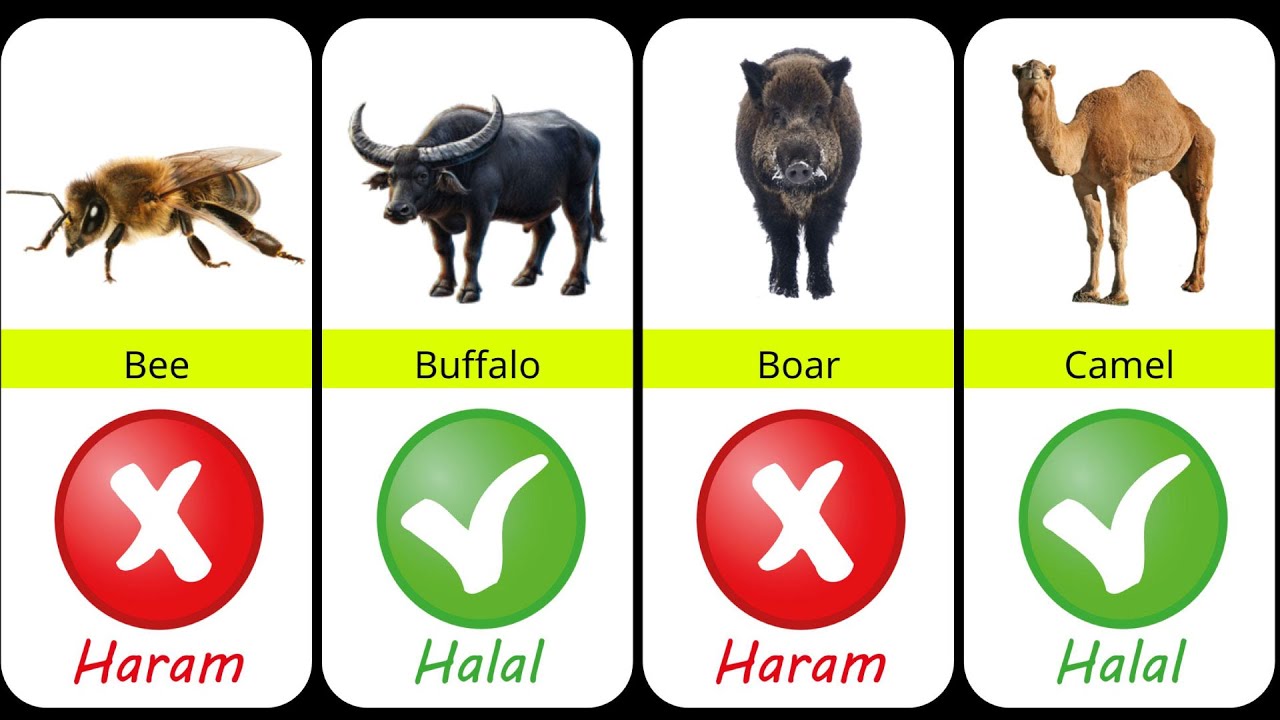 Halal and Haram animal meat in Islam - YouTube