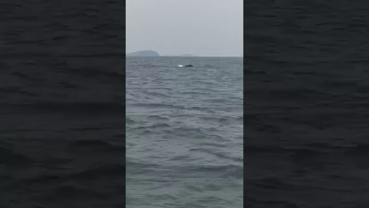 Elephants snorkeling in deep water - YouTube