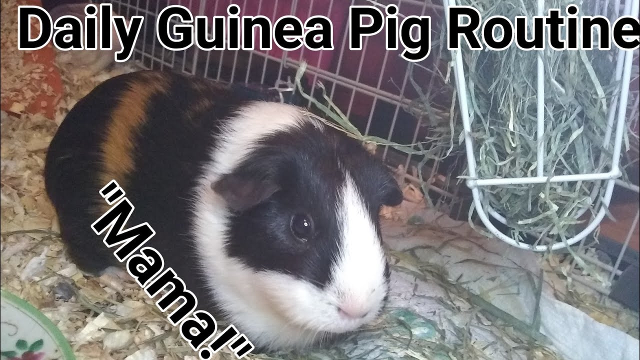 My Daily Guinea Pig Routine - YouTube