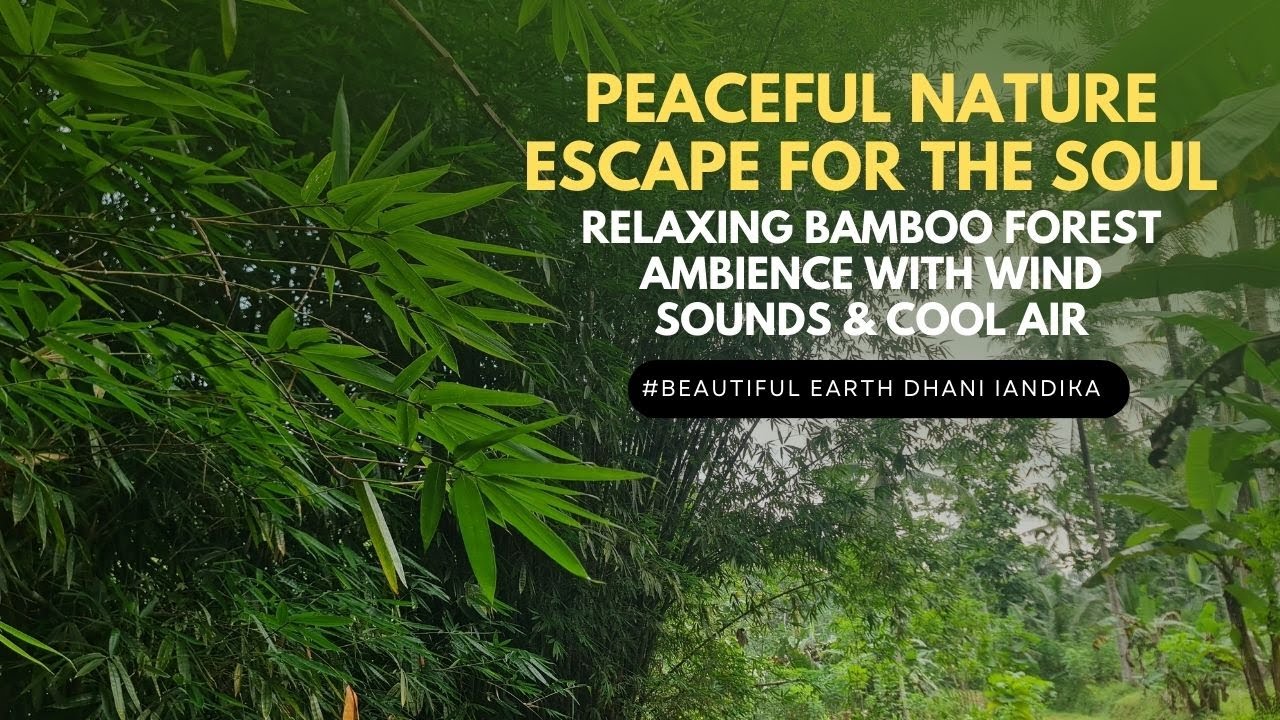 Relaxing Bamboo Forest Ambience with Wind Sounds & Cool Air – Peaceful ...