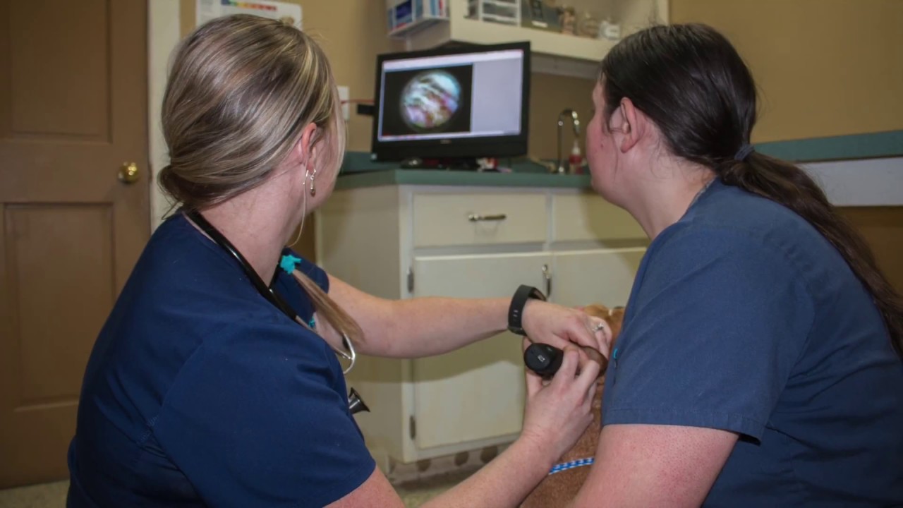 Otopyorrhea Medical Terminology