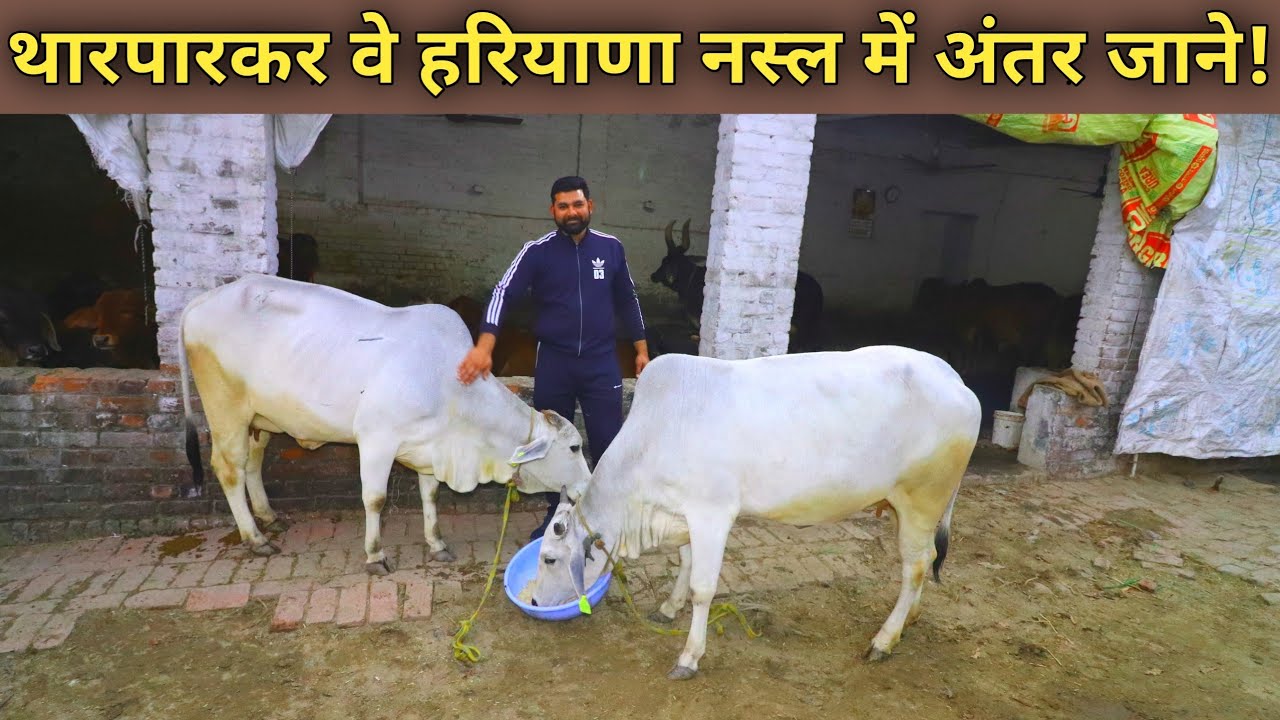 देसी गाय हरियाणा व थारपारकर को ऐसे पहचाने|Haryana & Tharparkar Cow ...
