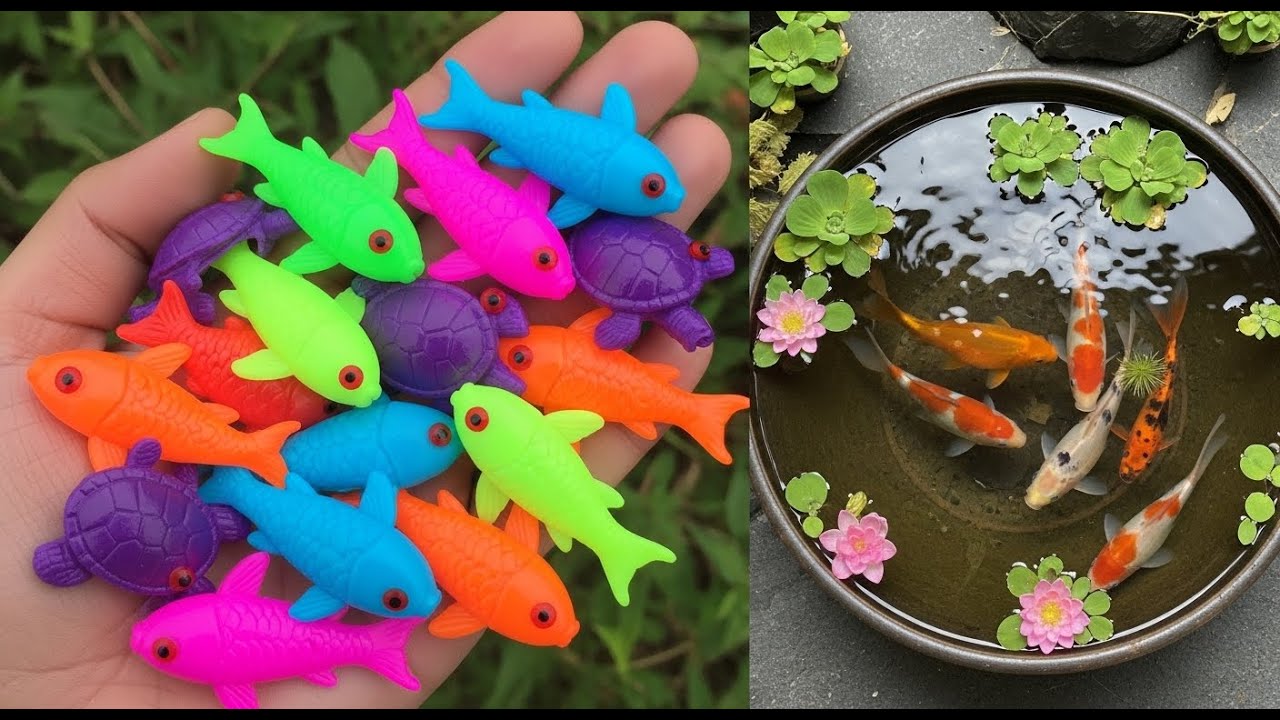 Amazing Catching Pingpong Pearl Ffish In Mini Lake, Catfish, Koi - YouTube
