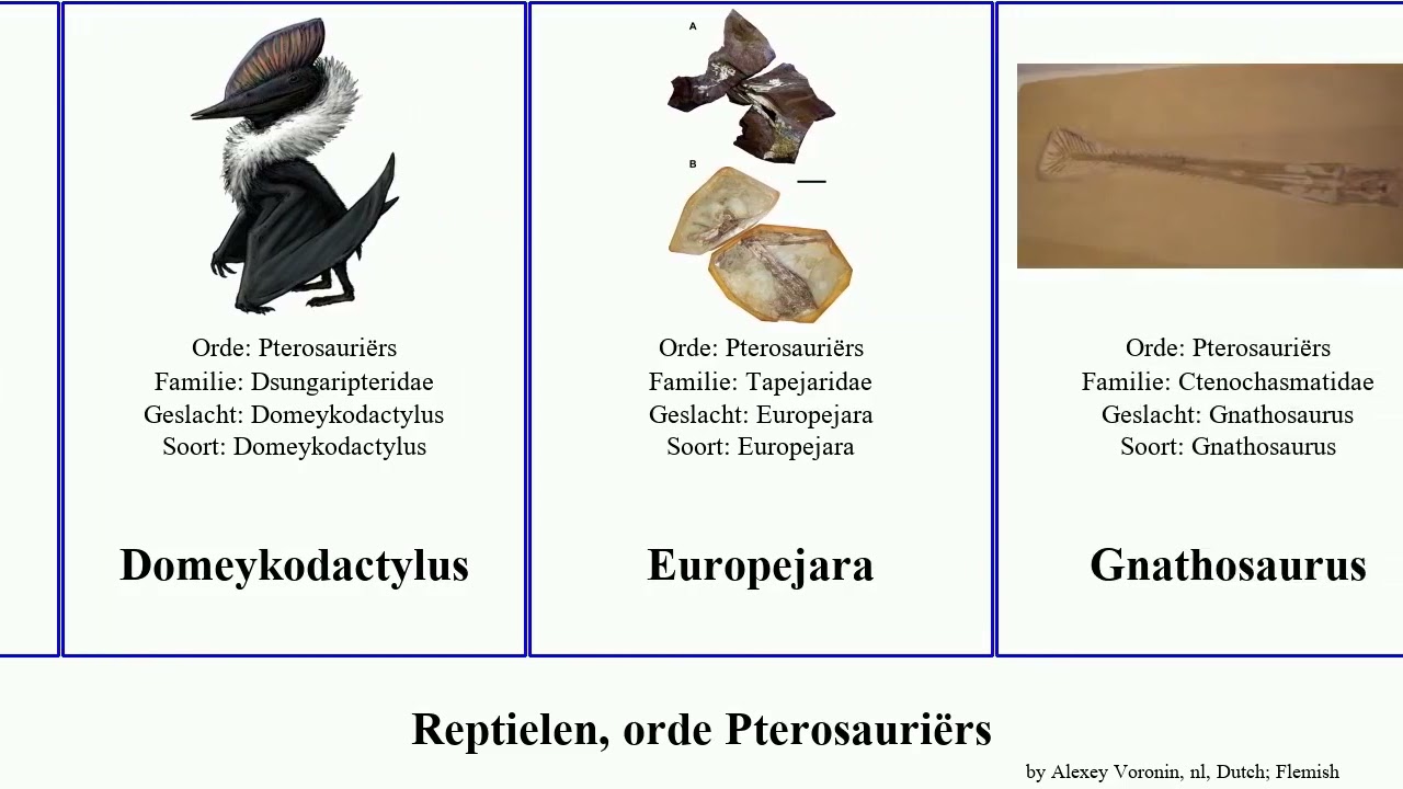 Reptielen, orde Pterosauriërs reptilia volans Fuse Thalassodrominae ...