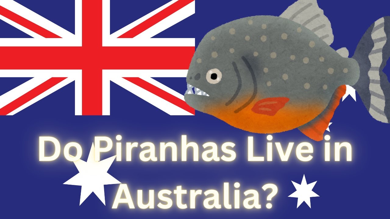 "Do Piranhas Live in Australia? Can They Survive in Aussie Waters ...