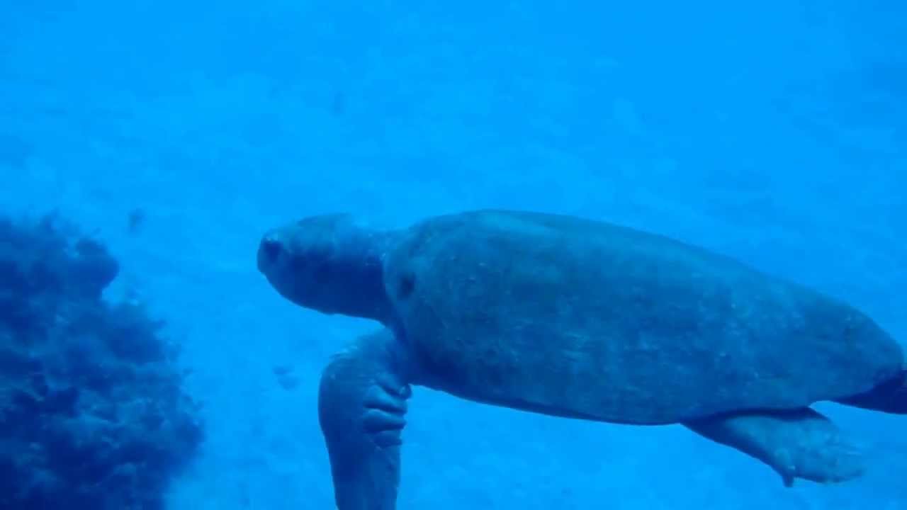 Scuba Diving with Black Beards The Exumas.... Great Turtle - YouTube