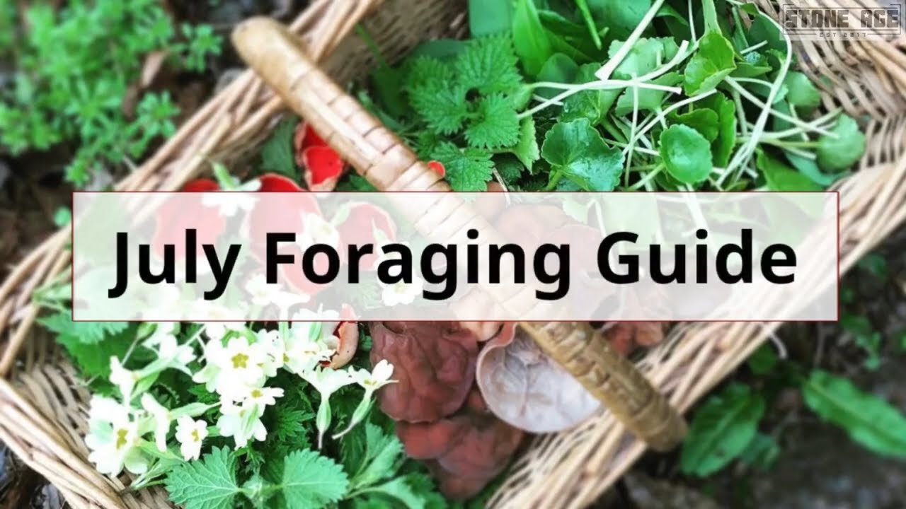 Monthly UK Foraging Guide: July - YouTube
