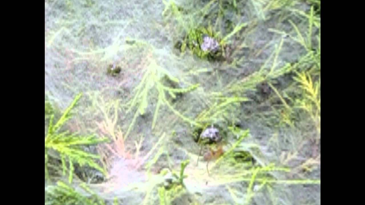 The Super Fast Grass Spider In Slow Motion - YouTube