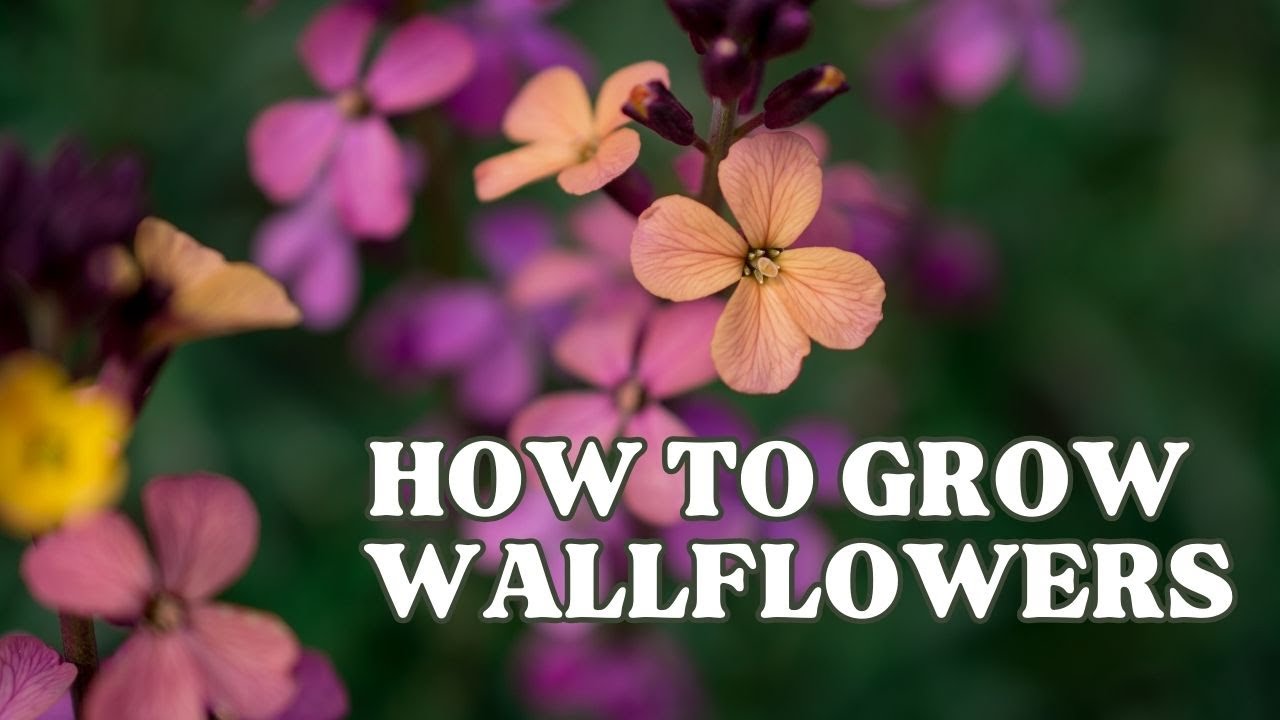 Learn how to grow beautiful wallflowers for your cutting garden without spending a lot of money ...