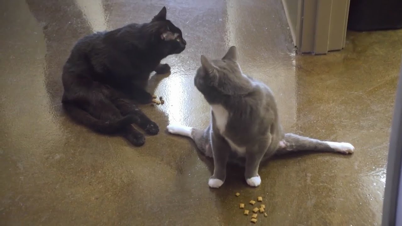Paralyzed cat duo looking for forever home - YouTube
