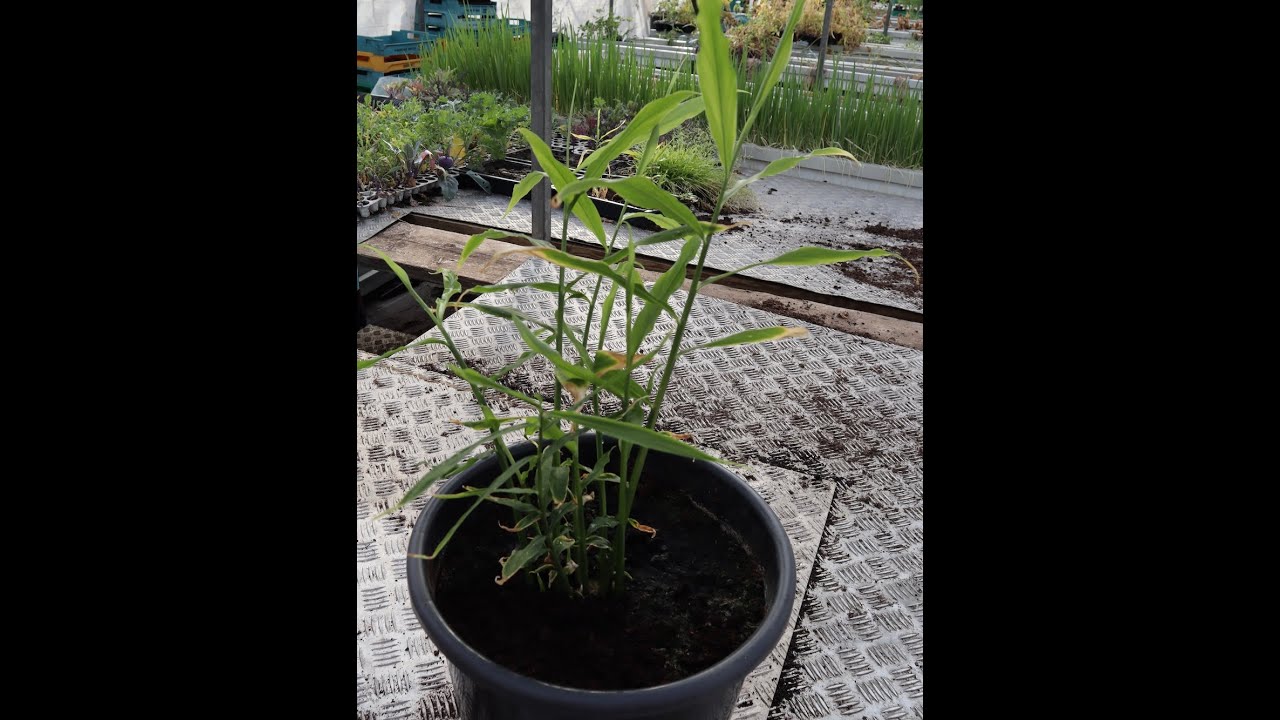 How to grow ginger in pots. Here are 6 Tips on growing ginger ...