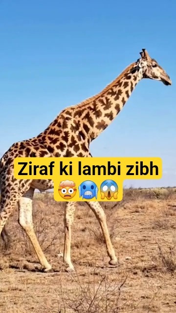 ziraf fact #trending #facts #animals #viralvideo 🦒🦒 - YouTube