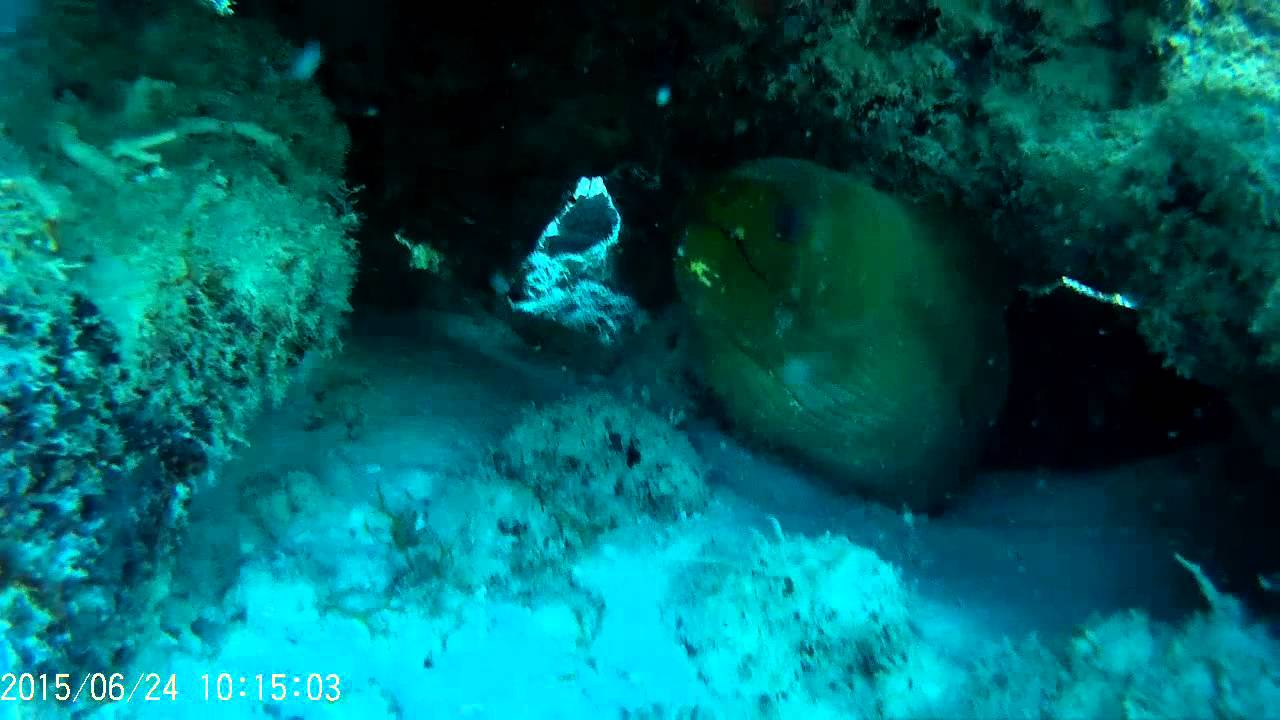 murène - YouTube