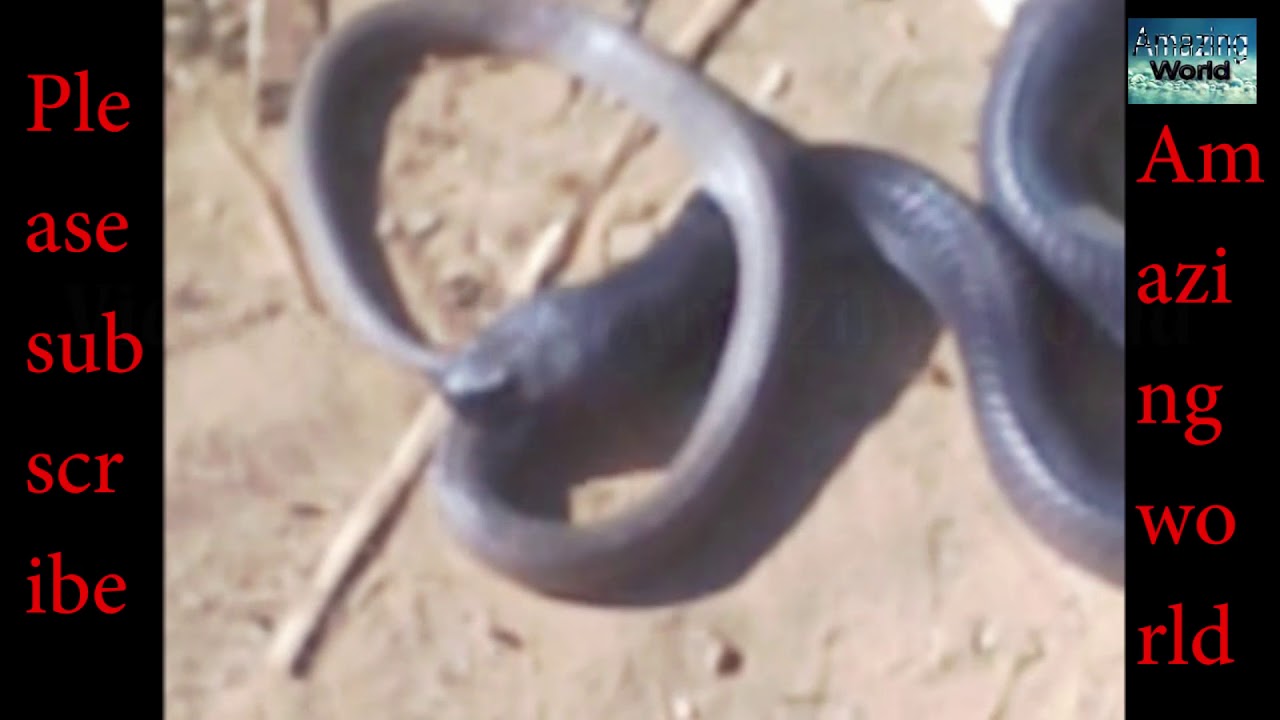 ब्लैक कोबरा सांप दूसरे सांप को कैसे निगलता है, Black Cobra Snake ...