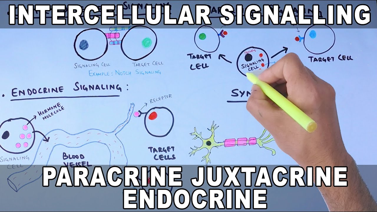 Intercellular Signalling | Cell to Cell Communication - YouTube