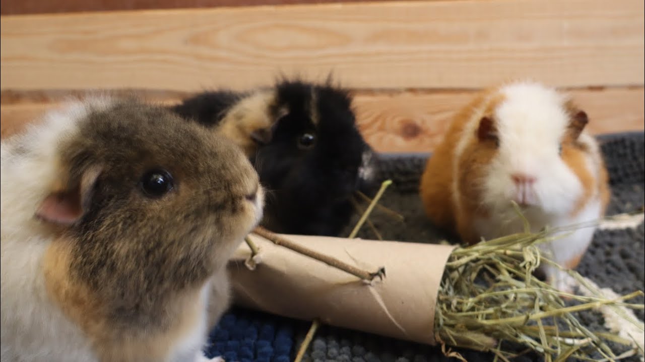 Cute Guinea Pigs playing with an Enrichment Toy! - YouTube