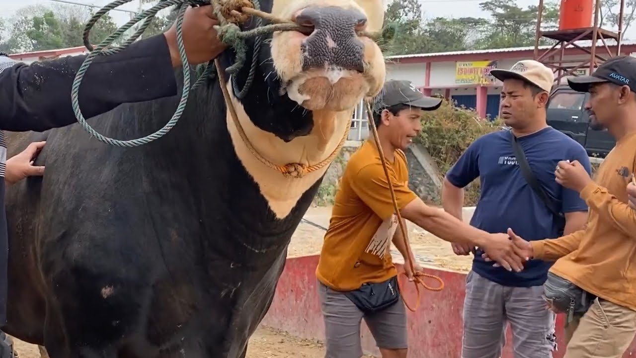 MARAH”NEGO PANAS SAPI JUMBO 55 JUTA RUGI 5 JUTA - YouTube