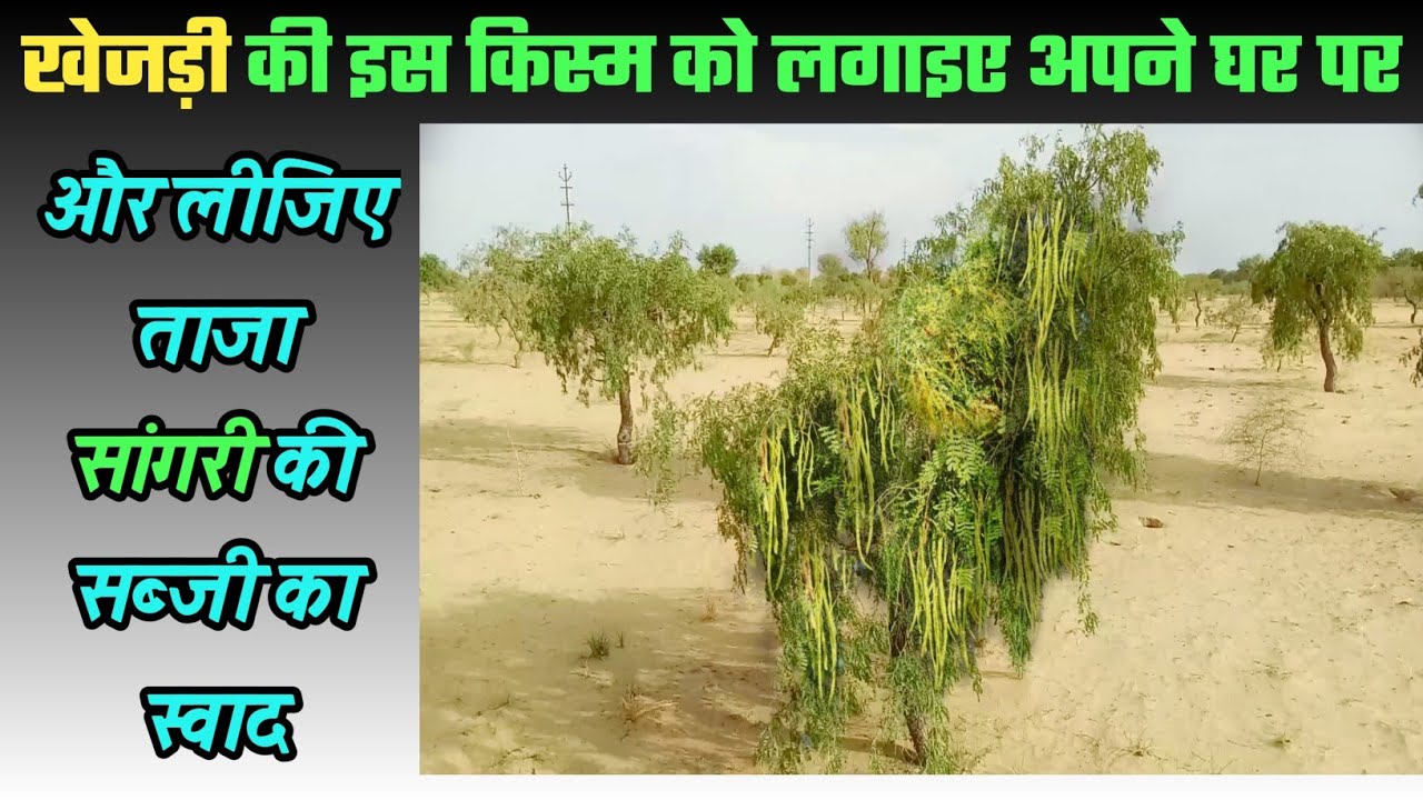 थार सोभा खेजड़ी | Thar Shobha khejri | khejri tree - YouTube