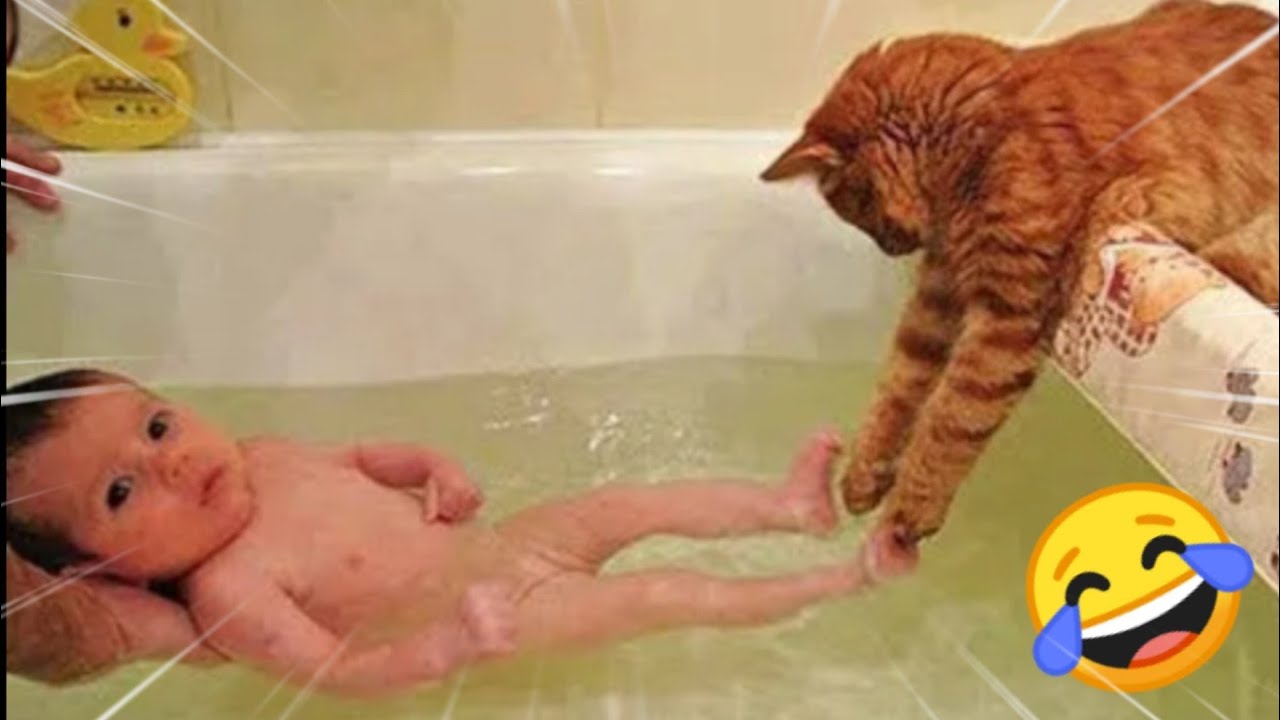 Funny Pets Cats And Dogs Part 37 World Famous Pets funny-pets-cats-and-dogs-part-37-world-famous-pets
