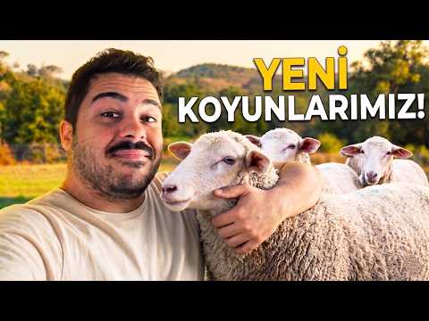 Çiftliğe 3 Yeni İl De France Getirdim! Haftalık Vlog