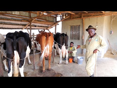 Rasa Mixed Farm: The Secret to High Milk Yields in Uganda