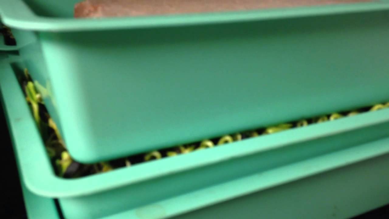 Basic Growing Microgreens Setup - YouTube