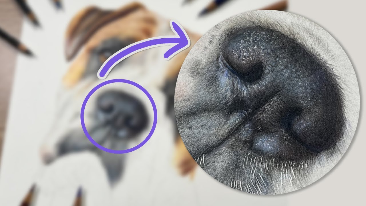 Dog Nose in Colored Pencil Drawing Tutorial - YouTube