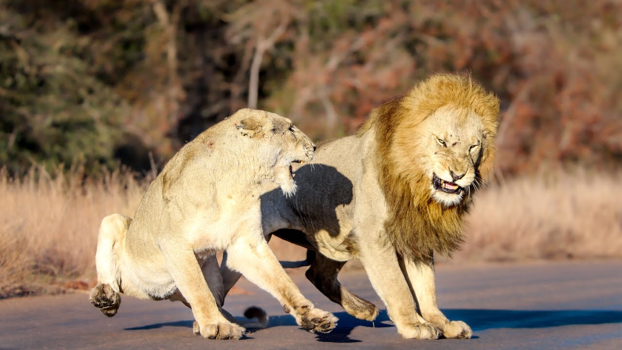 Male Lion with Lionesses from the Shishangaan Lion Pride Kruger Park ...