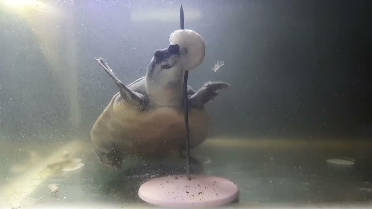 FEEDING FLY RIVER TURTLE WITH SHRIMP - YouTube