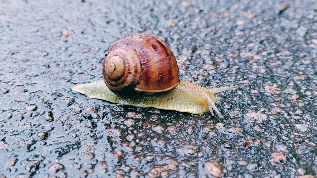 Mega Speed Snail Turbo Snail » - YouTube