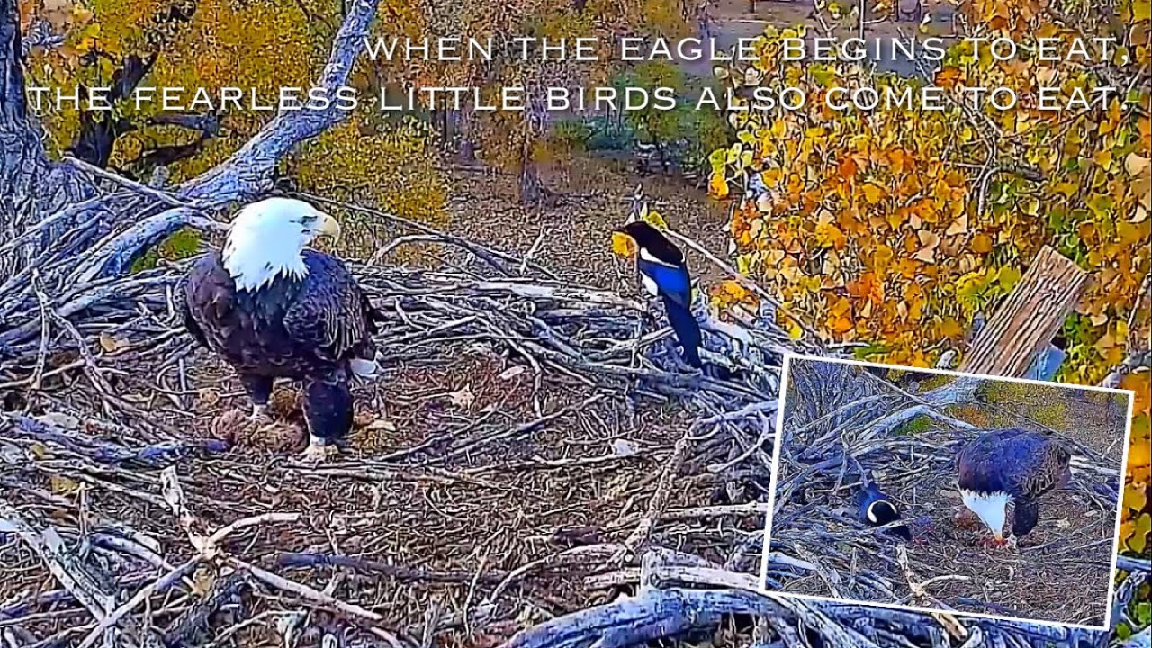 #4🦅Fort St.Vrain Eagle Nest／Xcel Energy Fort St. Vrain Eagle Cam - YouTube