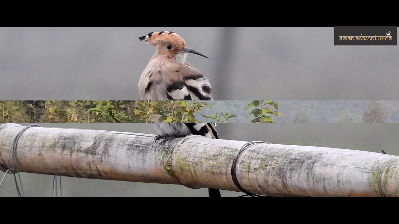The Peculiar Birds of Manas National Park - Asianadventures - YouTube
