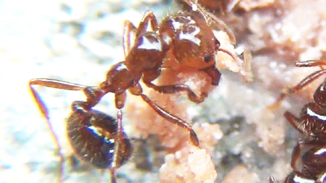 Ants Up Close - Sony HDR-CX130 Camcorder Zoom Macro Lens Test - YouTube