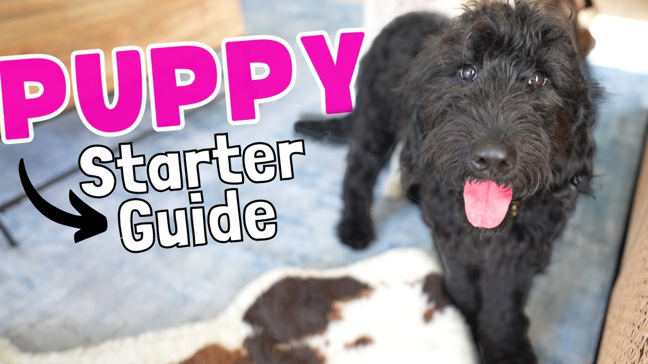 FIRST DAYS WITH YOUR PUPPY! 🐶 What to do first - YouTube