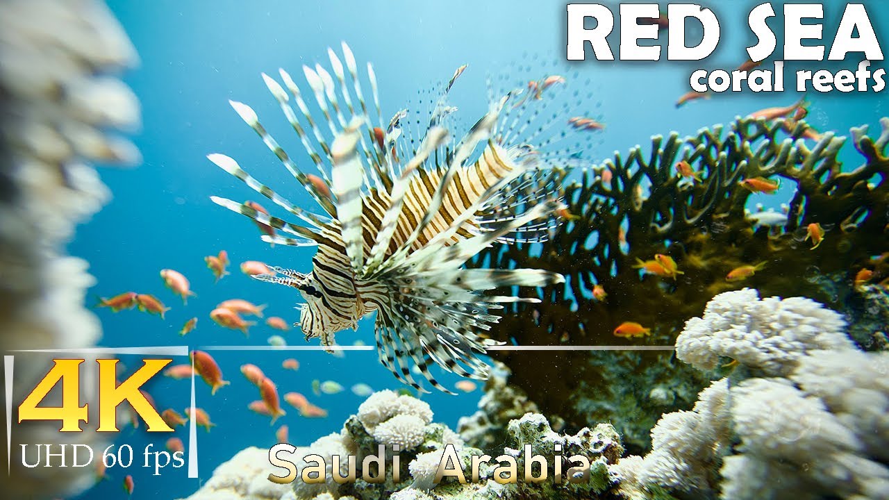 Marine Life of the Red Sea - 4K UHD Ambience - YouTube