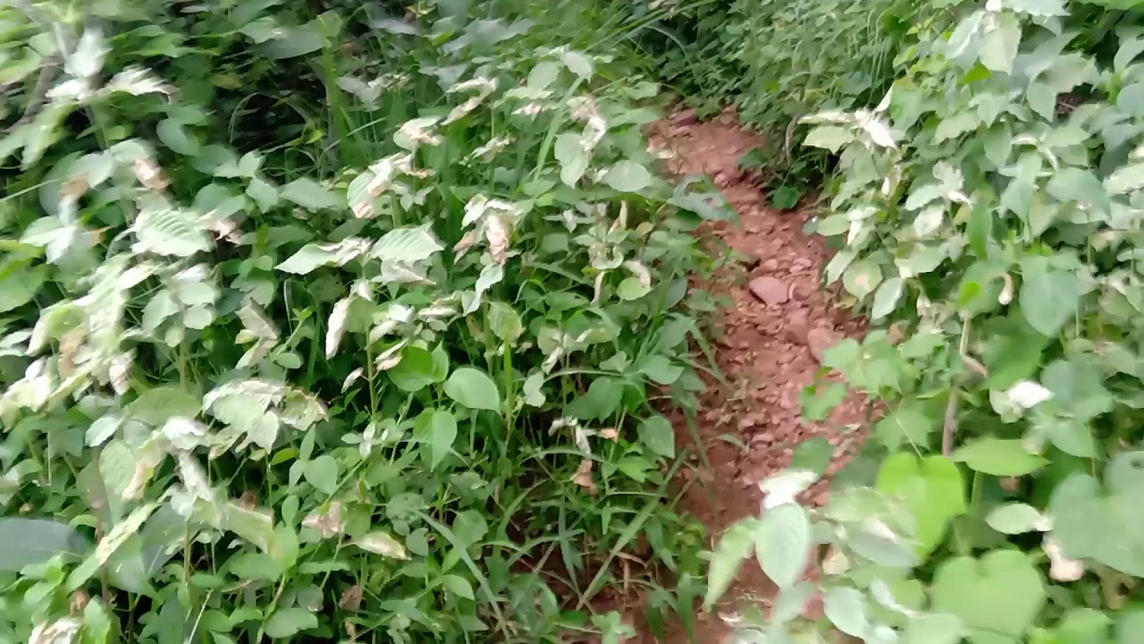 Sanjay Van/Forest, New Delhi. - YouTube