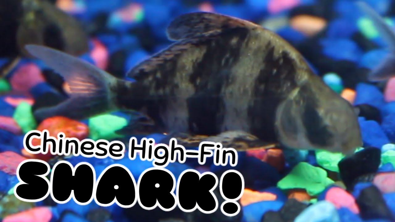 Chinese High-Fin Sharks are HERE! | Weekly Update - YouTube