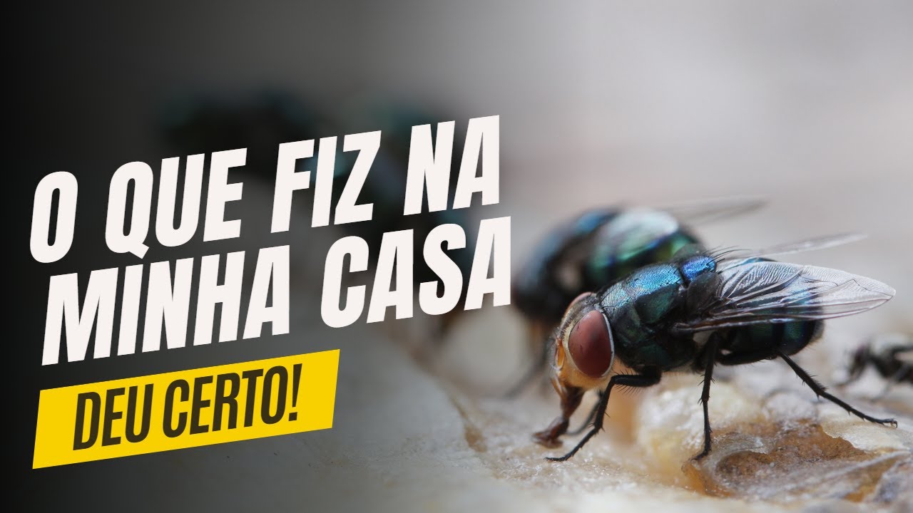 Como acabar com as moscas na cozinha, Elimine as moscas da sua casa ...