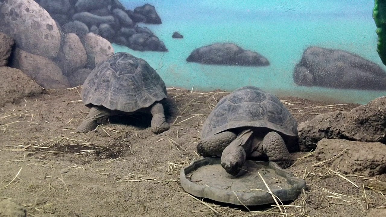 Bronx Zoo Water Turtles - YouTube