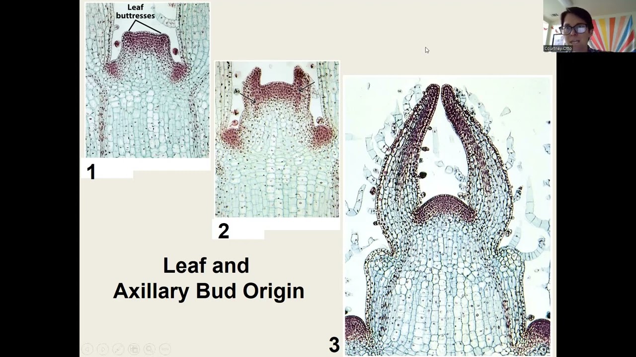 Lecture 4 Part 2 Shoot Tip Growth and Primary Stem Anatomy - YouTube