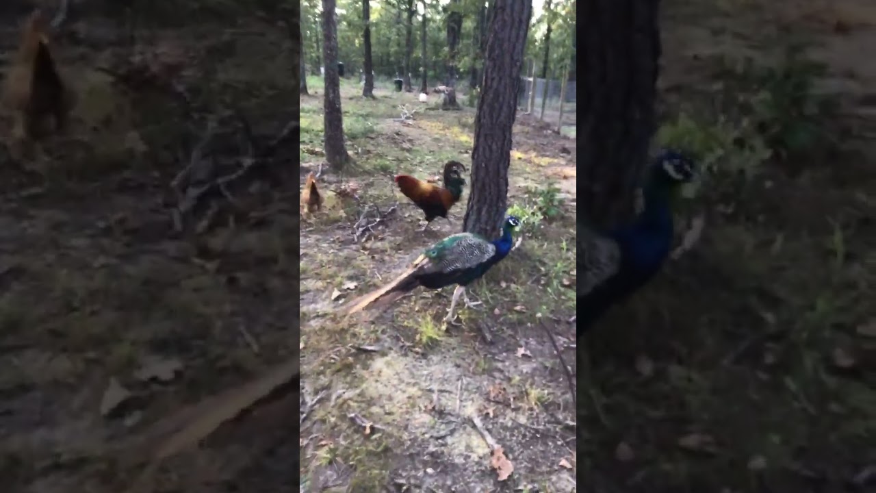 Update on RARE Peacock!! / Update on CHICKENS!!! 🦚🐥🐓🥚 - YouTube