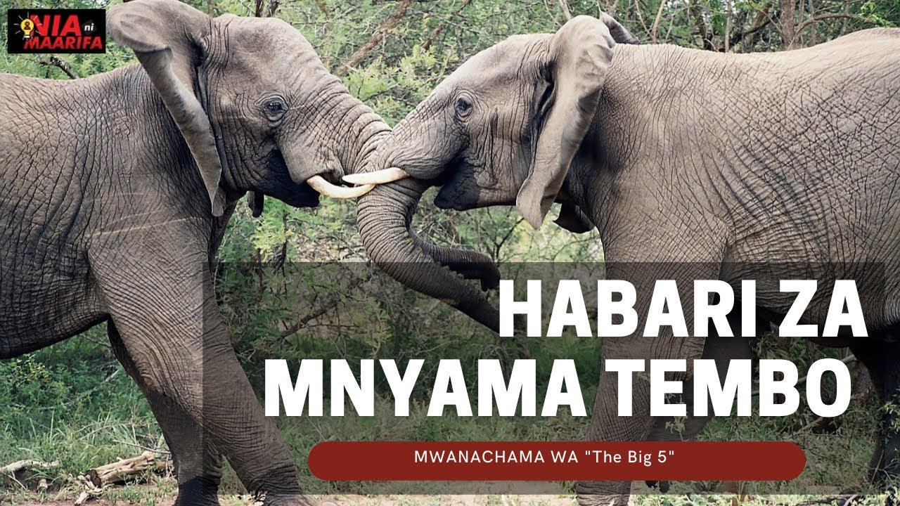 TEMBO Wa Africa KUTOKA "THE BIG 5" Mnyama Mkubwa Kuliko wanyama Wote ...