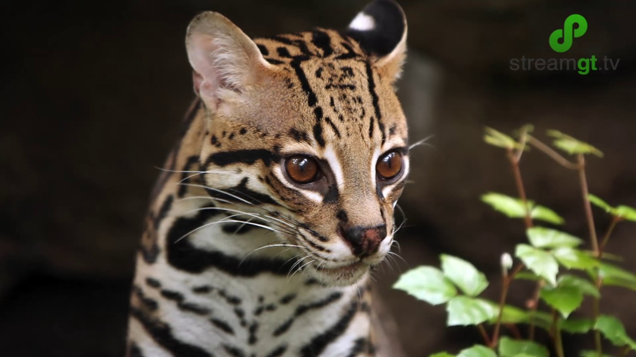 Ocelote, detalles de su reproducción - YouTube
