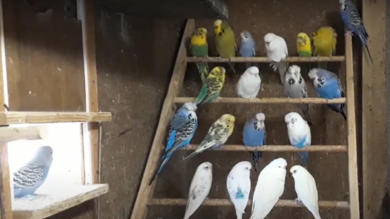 My Budgie Colony - YouTube