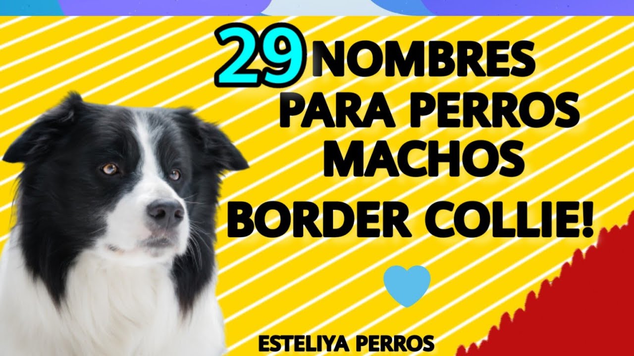 29 NOMBRES PARA PERROS MACHOS BORDER COLLIE! Super lindos! - YouTube