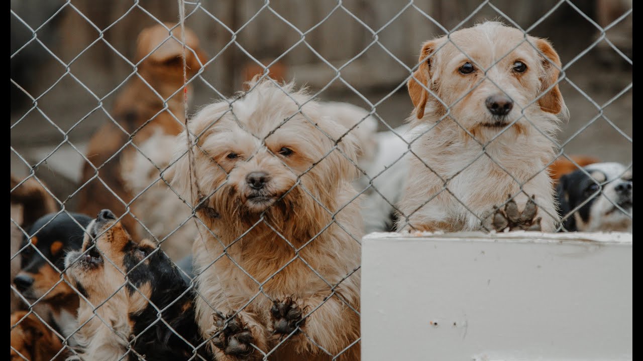 From tragedy to hope - it's a sad life for a Romanian stray - YouTube