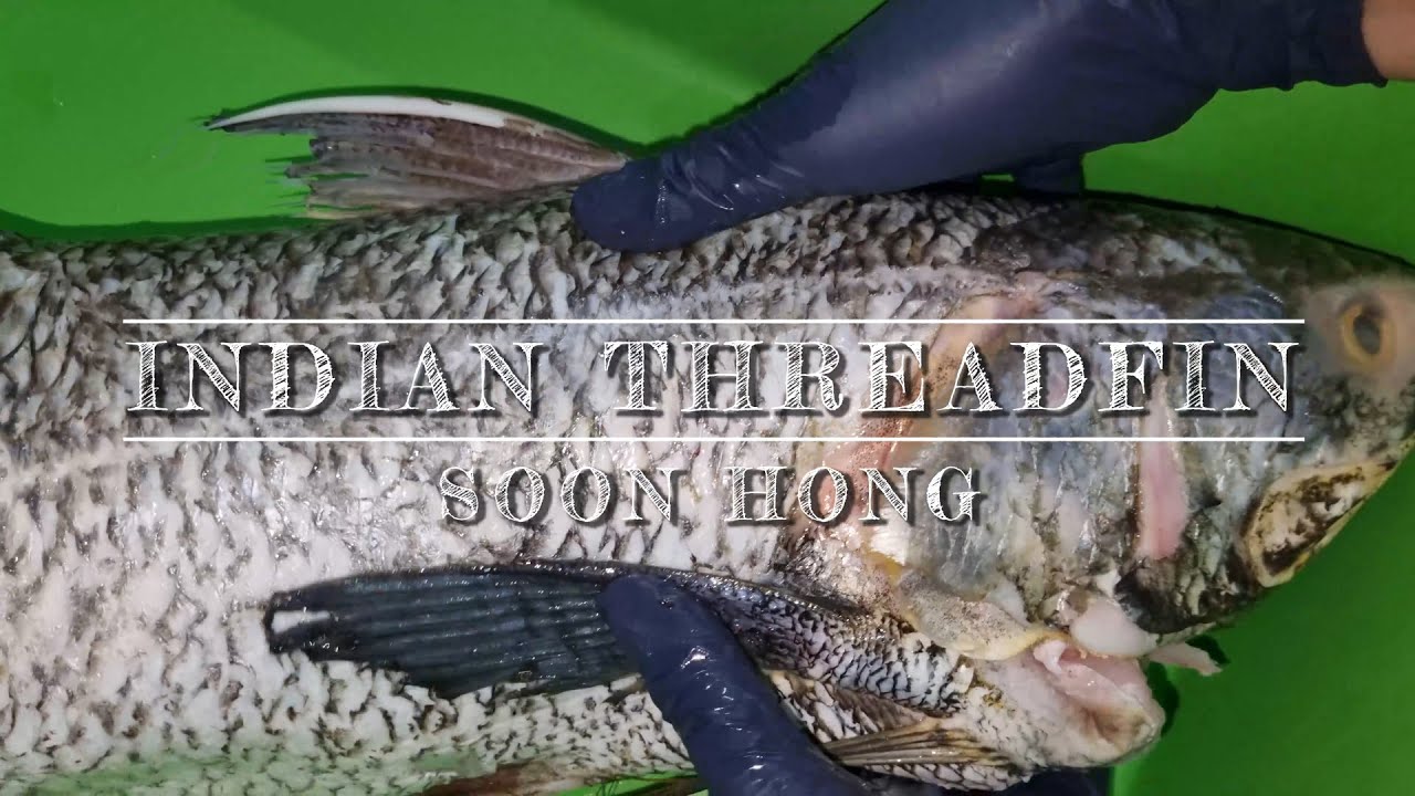 Indian Threadfin (Soon Hong) | Seafood Promo Video - YouTube