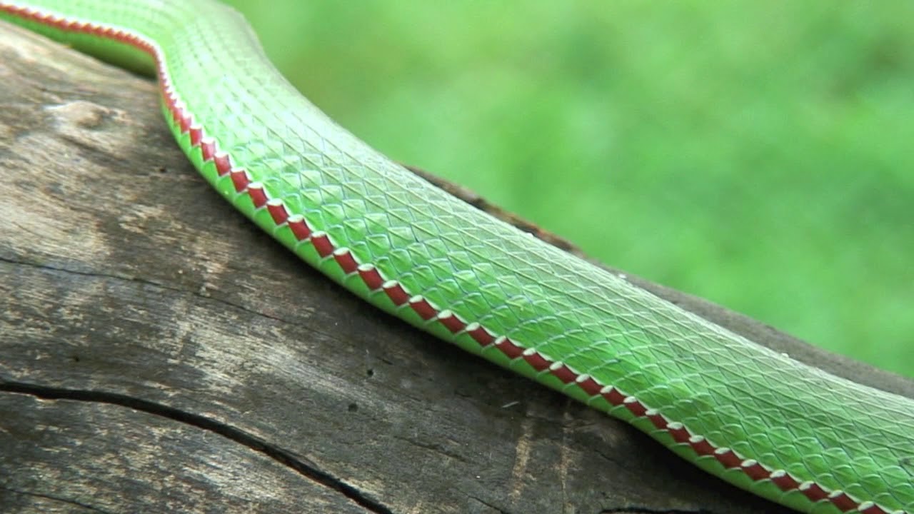 Pope's Pit Viper Arunachal Pradesh, Indien Per Alström - YouTube