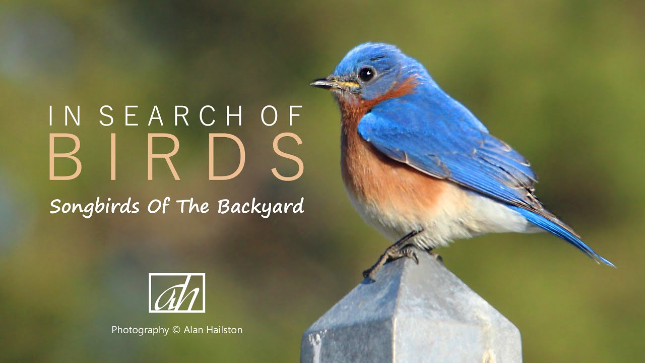 IN SEARCH OF BIRDS by Alan Hailston - YouTube