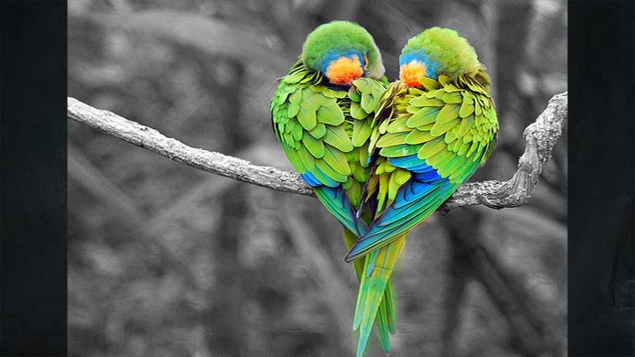 How To Color An Image Easily How To Color An Image Easily
